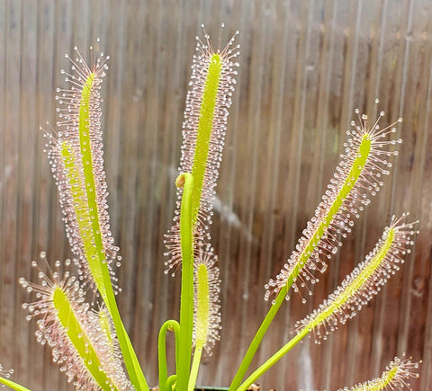 Drosera capensis 'Alba', Cape Sundew, live carnivorous plant, potted ...