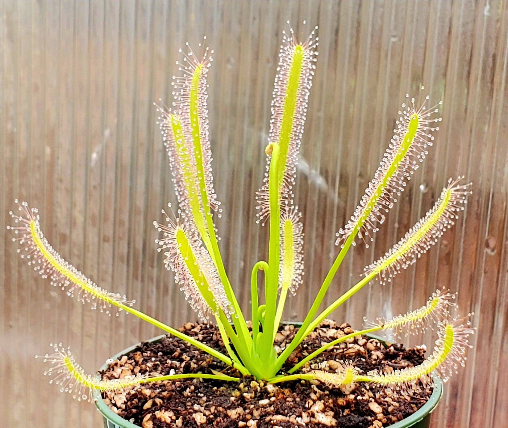 Drosera capensis \'Alba\', live carnivorous plant, potted – Blue Ridge ...