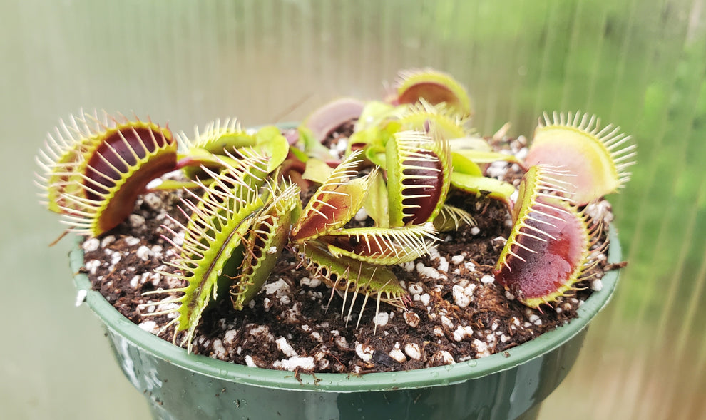Venus Flytrap 'Mammoth', live carnivorous plant, potted – Blue Ridge Exotics