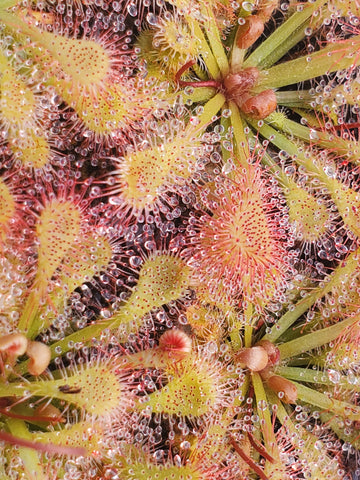 Drosera capillaris 'Brunswick Co, NC', Pink Sundew, live carnivorous p ...