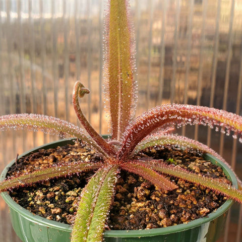 Drosera adelae 'Giant', Lance Leaf Sundew, live carnivorous plant, pot ...