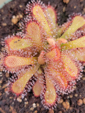 Drosera coccicaulis, Sundew, live carnivorous plant, potted | Blue ...
