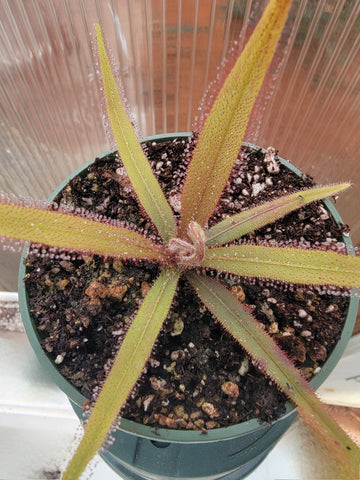 Drosera adelae 'Giant', Lance Leaf Sundew, live carnivorous plant, pot ...