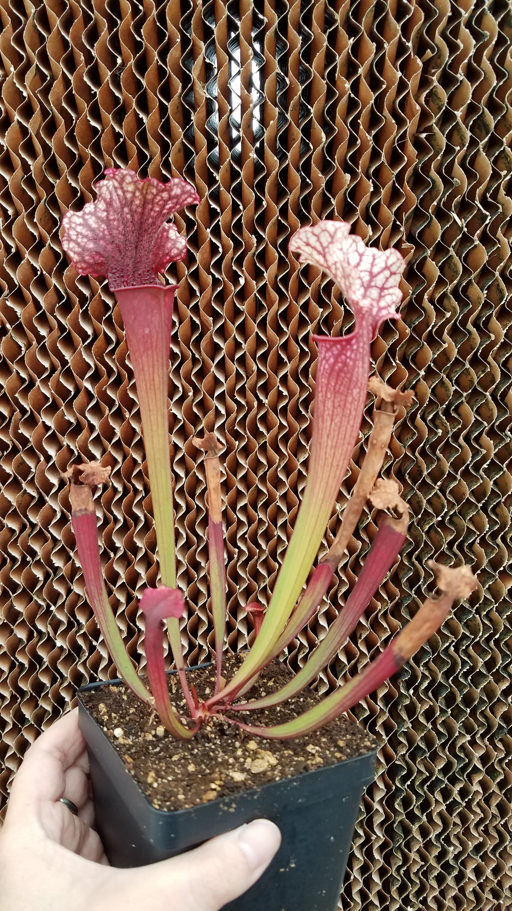 Sarracenia 'Judith Hindle', live carnivorous pitcher plant, potted ...