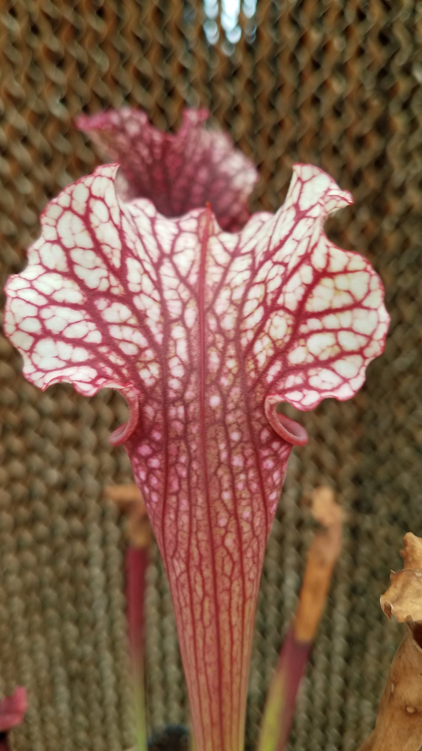 Sarracenia 'Judith Hindle', live carnivorous pitcher plant, potted ...