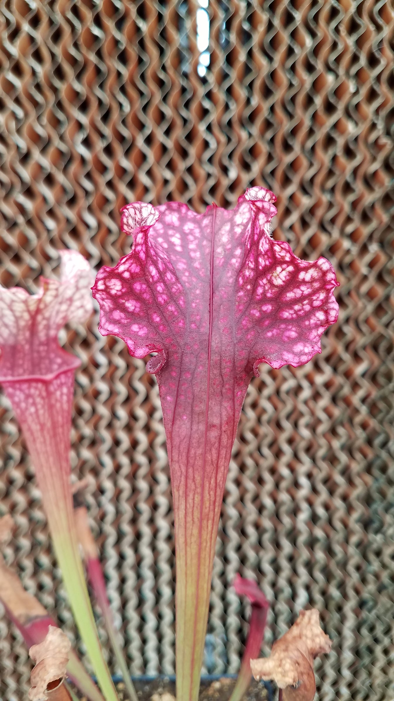 Sarracenia 'Judith Hindle', live carnivorous pitcher plant, potted ...