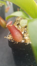 Nepenthes 'Lady Luck', tropical pitcher plant, live carnivorous plant ...