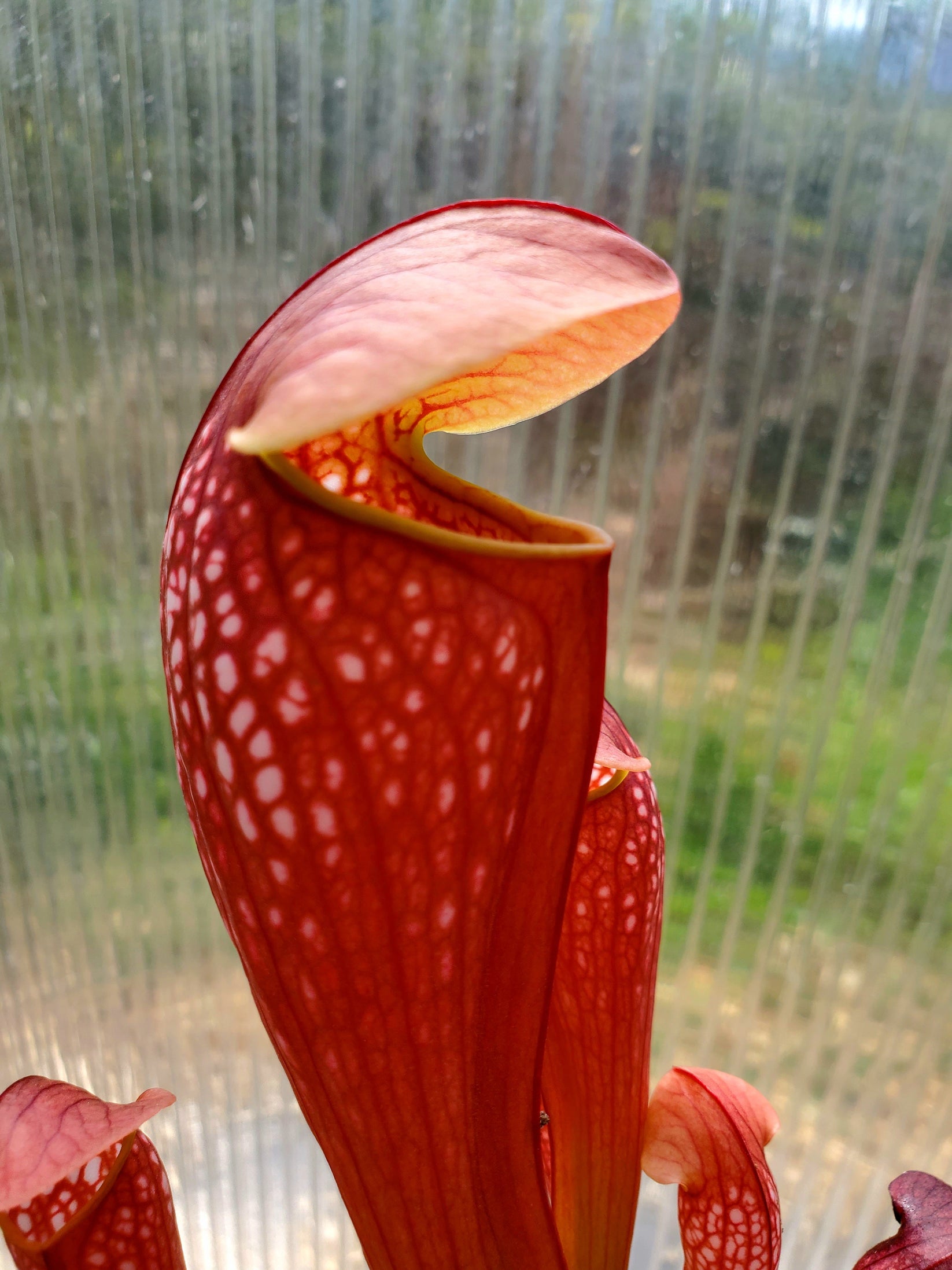 Sarracenia 'Bug Bat', live carnivorous pitcher plant, potted – Blue ...