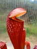 Sarracenia 'Bug Bat', live carnivorous pitcher plant, potted – Blue ...