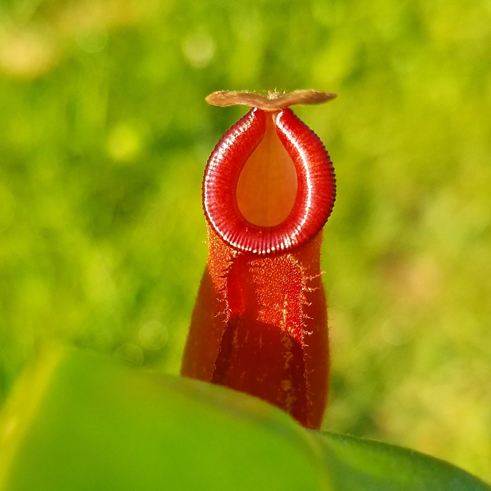 Nepenthes 'Lady Luck', tropical pitcher plant, live carnivorous plant ...