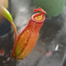 Nepenthes 'Lady Luck', tropical pitcher plant, live carnivorous plant ...