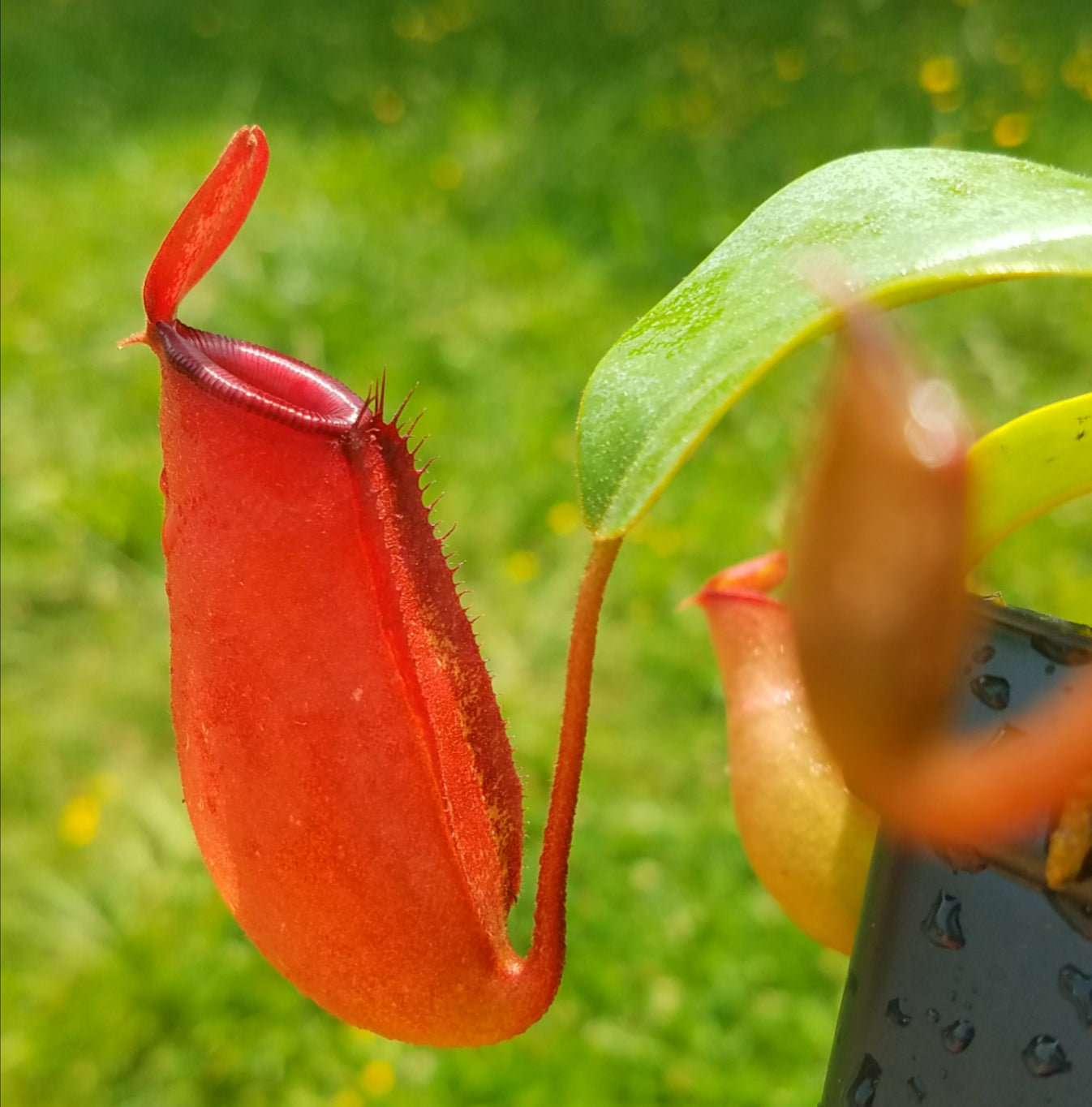 Nepenthes 'Lady Luck', tropical pitcher plant, live carnivorous plant ...