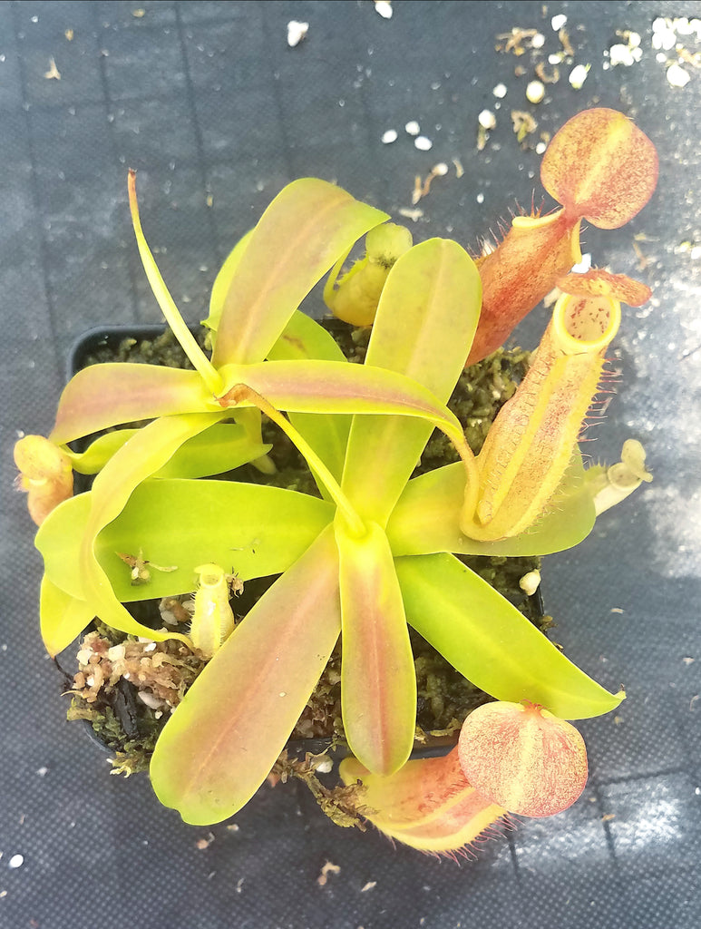 Nepenthes sanguinea 'Orange', tropical pitcher plant, live carnivorous ...