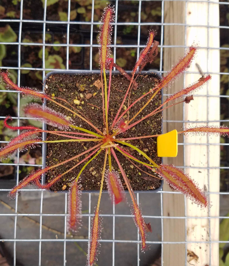 Drosera capensis 'Big Pink' – Cape Sundew – Live Carnivorous Plant for ...