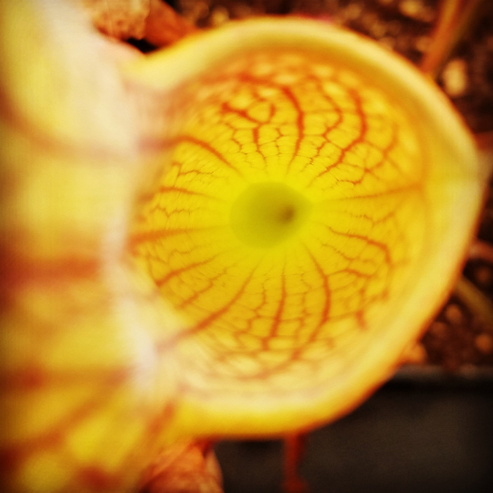 Sarracenia 'Judith Hindle', live carnivorous pitcher plant, potted ...