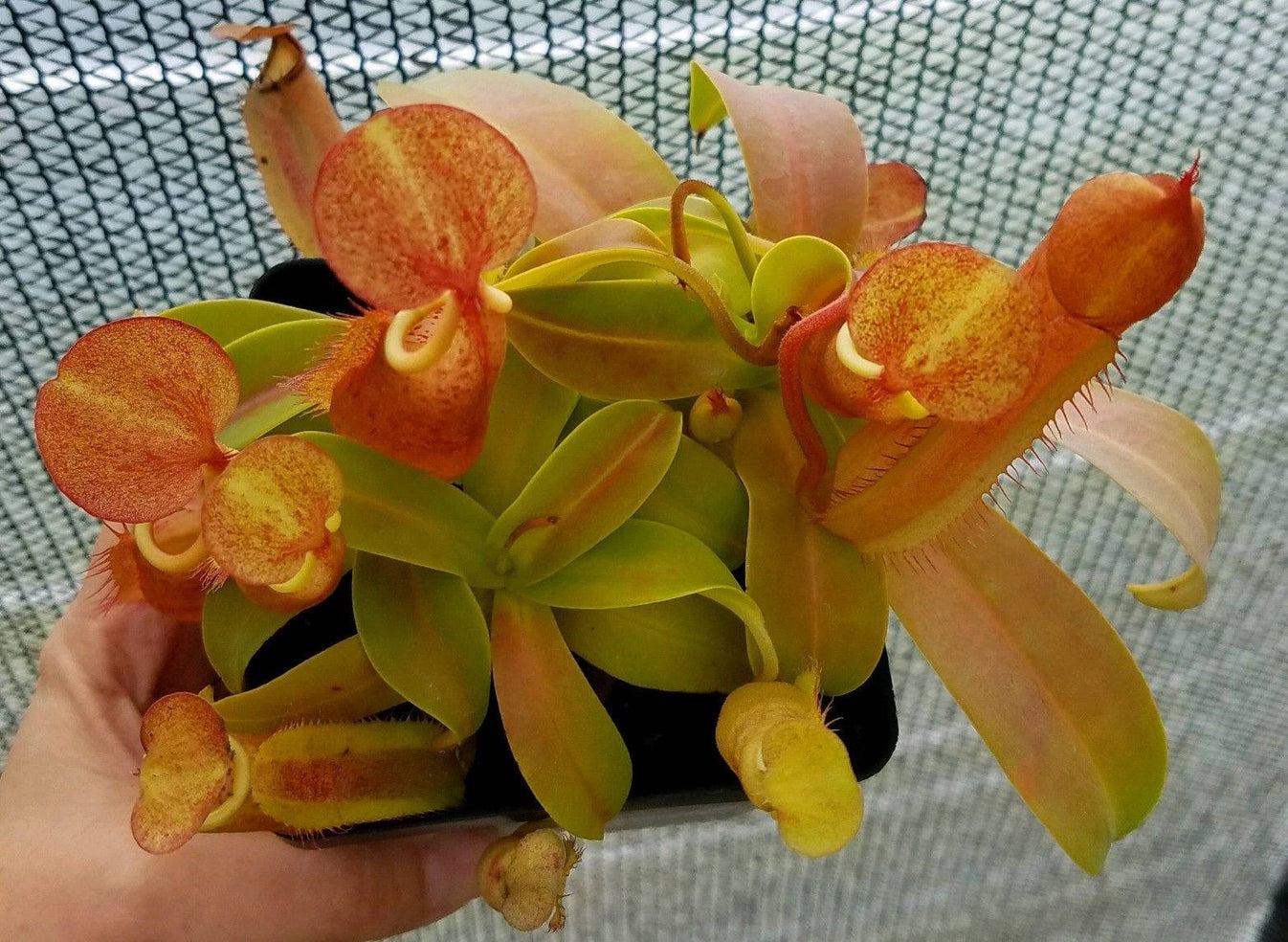 Nepenthes sanguinea 'Orange', tropical pitcher plant, live carnivorous ...