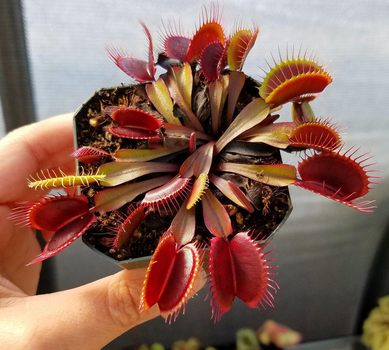 Venus Flytrap 'Red Dragon', live carnivorous plant, potted – Blue Ridge ...
