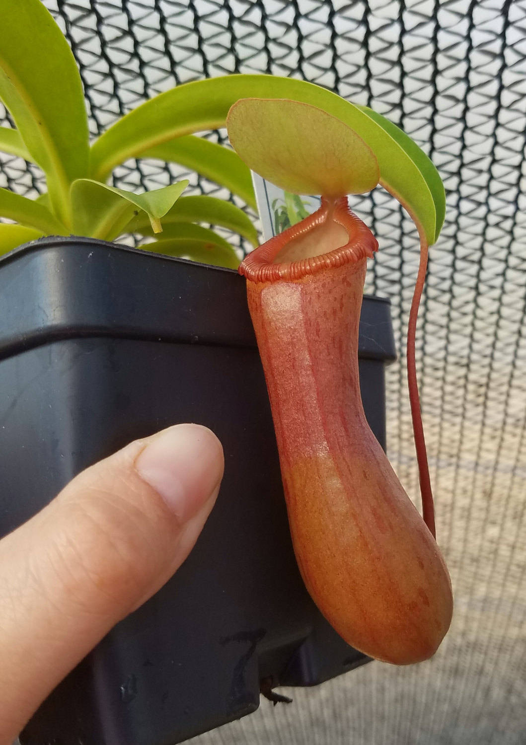 Nepenthes Ventrata, tropical pitcher plant, live carnivorous plant, po ...