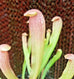 Sarracenia 'Bug Bat', live carnivorous pitcher plant, potted – Blue ...