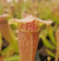 Sarracenia 'Bug Bat', live carnivorous pitcher plant, potted – Blue ...