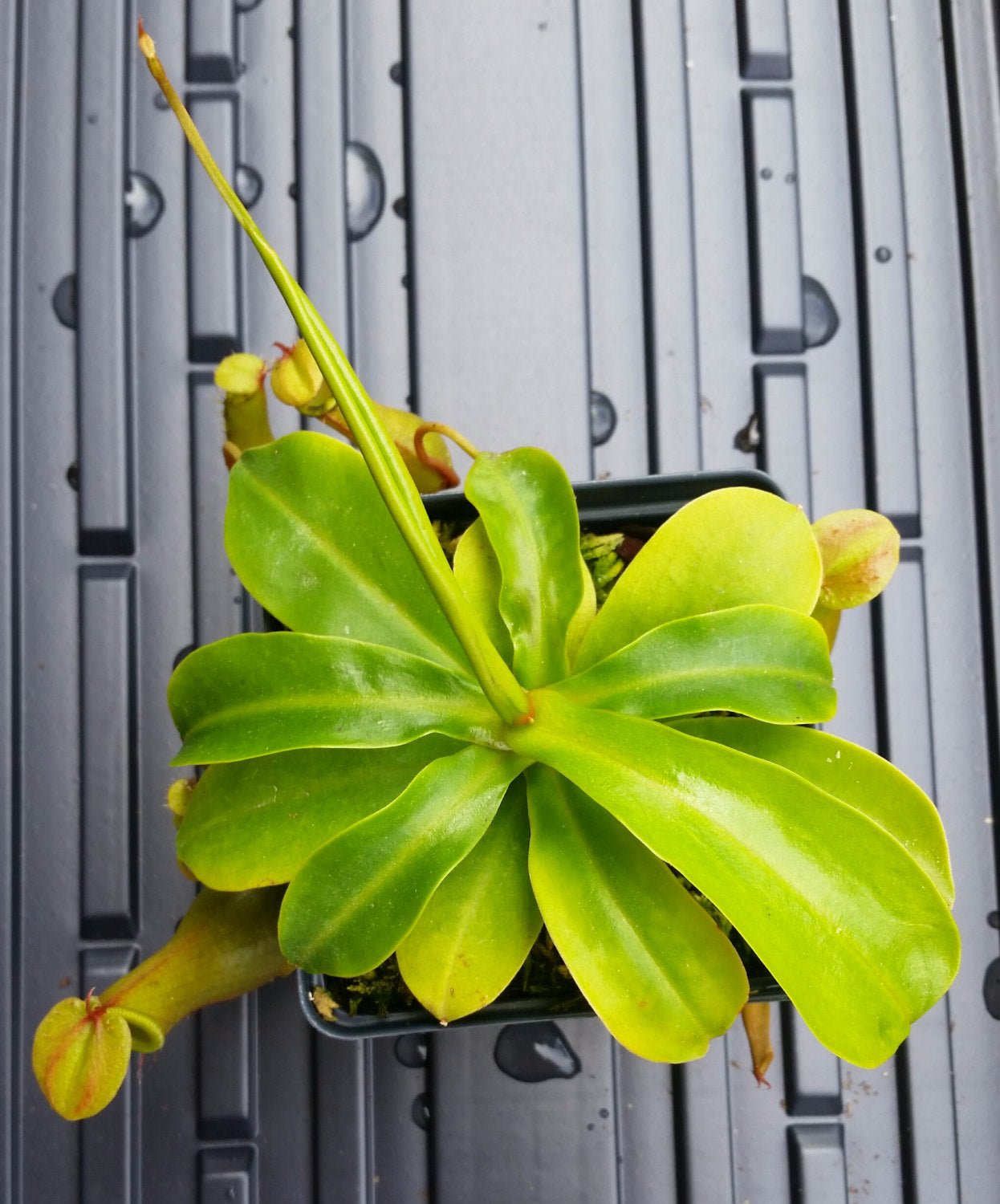 Nepenthes Ventrata, tropical pitcher plant, live carnivorous plant, po ...